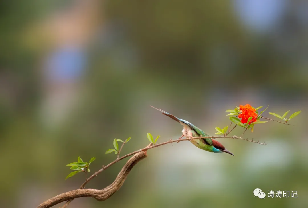 蜂虎_中老摄协官网