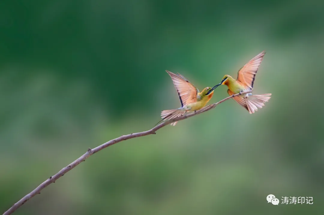 蜂虎_中老摄协官网